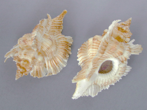 ギャラリー | 鳥羽水族館公式ホームページ