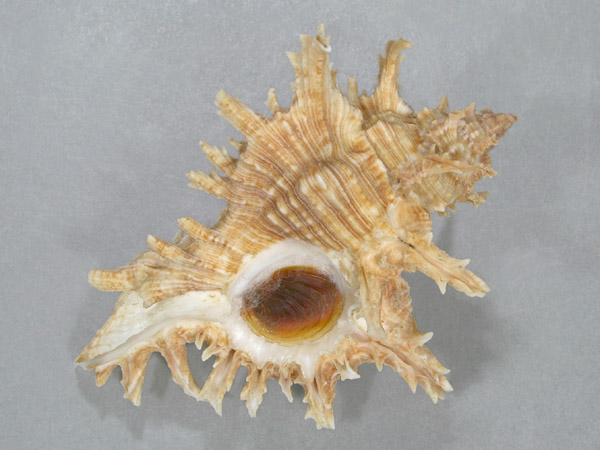 ギャラリー | 鳥羽水族館公式ホームページ