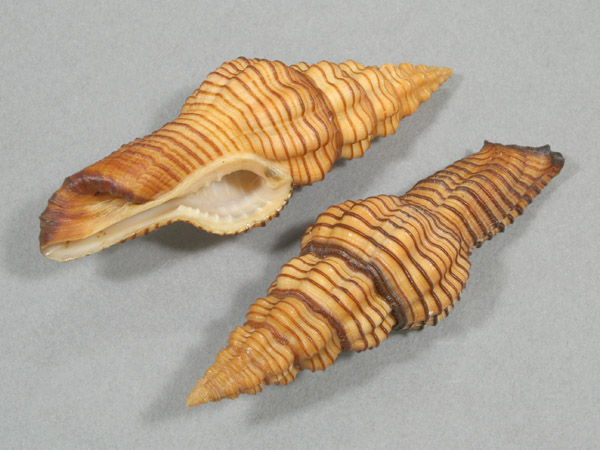 ギャラリー | 鳥羽水族館公式ホームページ