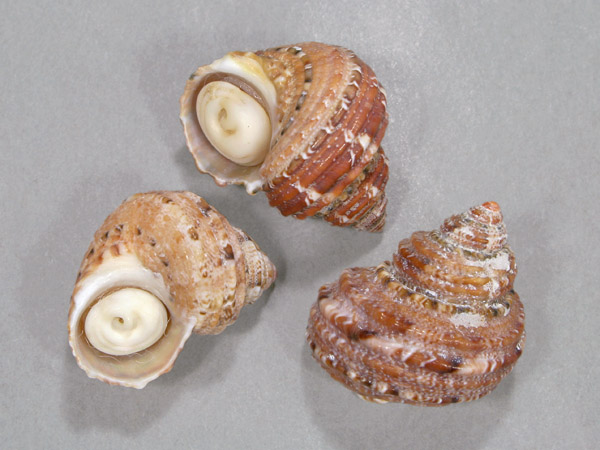 ギャラリー | 鳥羽水族館公式ホームページ