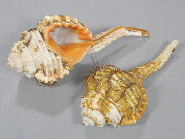 ギャラリー | 鳥羽水族館公式ホームページ