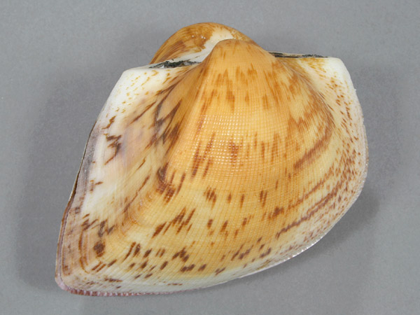 ギャラリー | 鳥羽水族館公式ホームページ