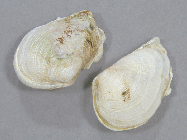 ギャラリー | 鳥羽水族館公式ホームページ