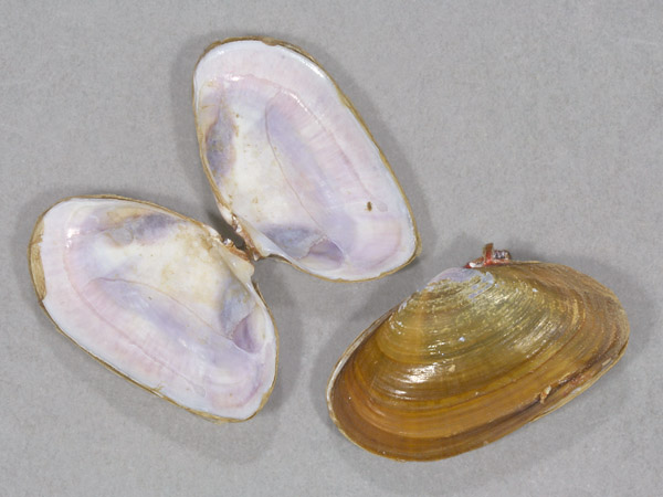 ギャラリー | 鳥羽水族館公式ホームページ