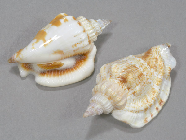 ギャラリー | 鳥羽水族館公式ホームページ