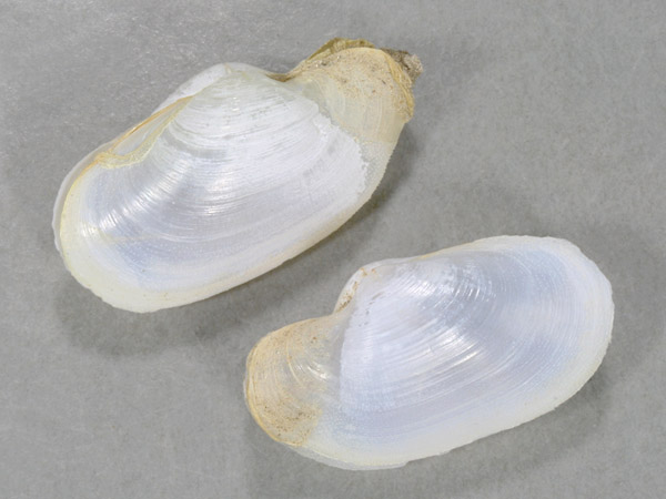 ギャラリー | 鳥羽水族館公式ホームページ