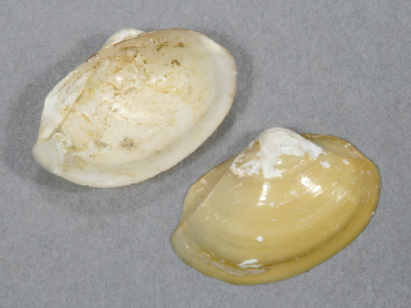 ギャラリー | 鳥羽水族館公式ホームページ