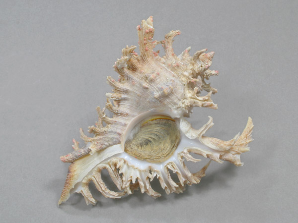 ギャラリー | 鳥羽水族館公式ホームページ