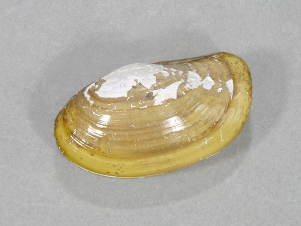 ギャラリー | 鳥羽水族館公式ホームページ