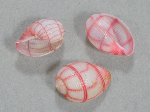 ギャラリー | 鳥羽水族館公式ホームページ