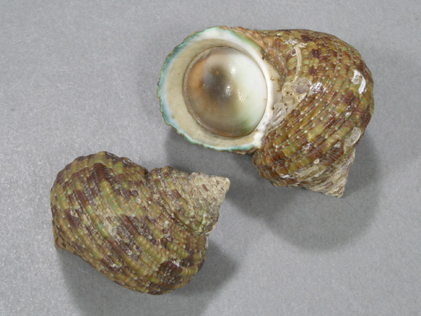 ギャラリー | 鳥羽水族館公式ホームページ