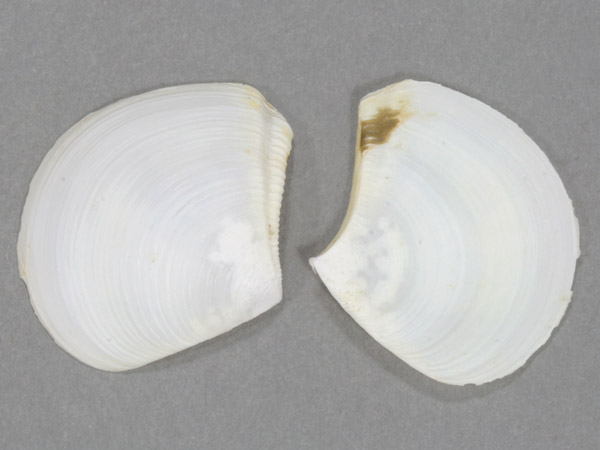 ギャラリー | 鳥羽水族館公式ホームページ