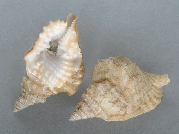 ギャラリー | 鳥羽水族館公式ホームページ