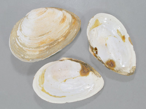 ギャラリー | 鳥羽水族館公式ホームページ