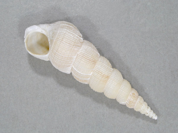 ギャラリー | 鳥羽水族館公式ホームページ