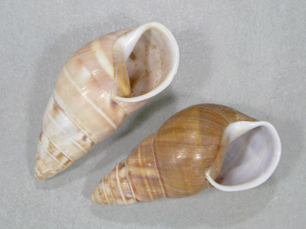 ギャラリー | 鳥羽水族館公式ホームページ