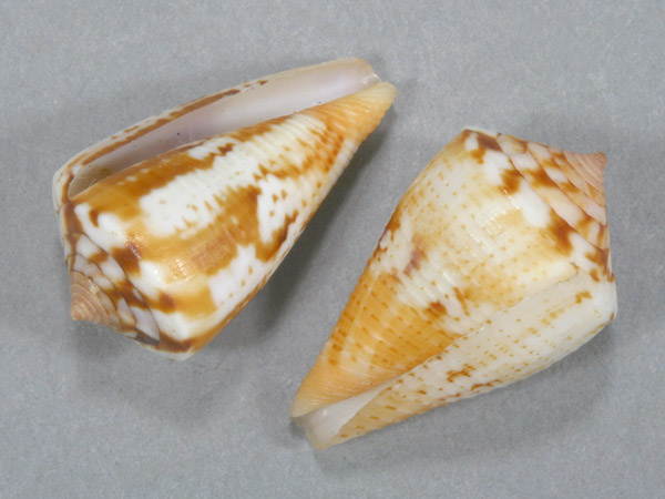 ギャラリー | 鳥羽水族館公式ホームページ