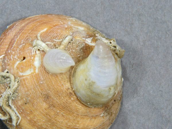 ギャラリー | 鳥羽水族館公式ホームページ