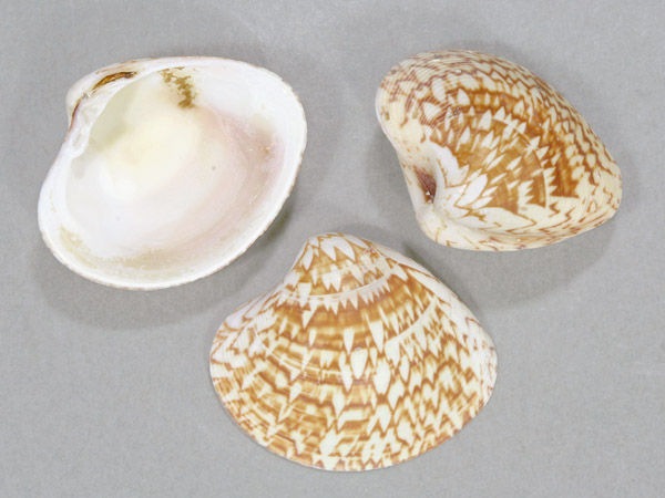 ギャラリー | 鳥羽水族館公式ホームページ