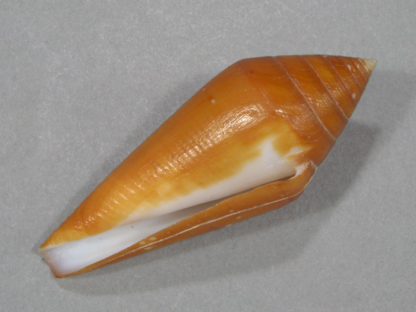 ギャラリー | 鳥羽水族館公式ホームページ