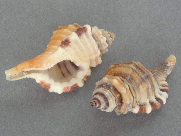 ギャラリー | 鳥羽水族館公式ホームページ