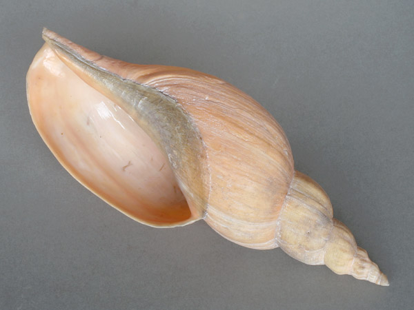 ギャラリー | 鳥羽水族館公式ホームページ