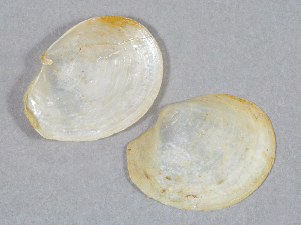 ギャラリー | 鳥羽水族館公式ホームページ