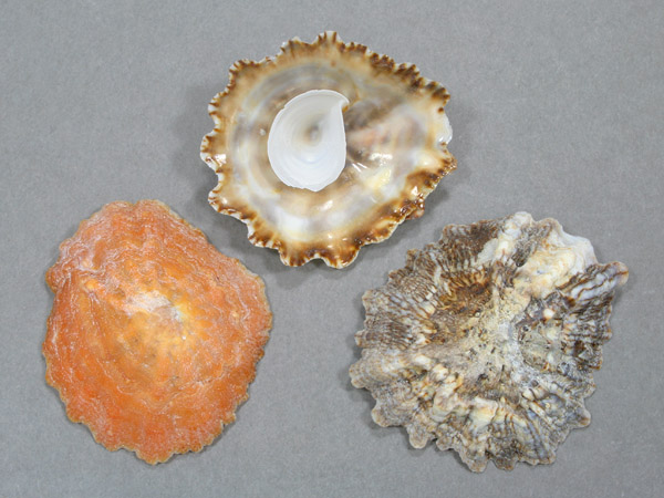 ギャラリー | 鳥羽水族館公式ホームページ