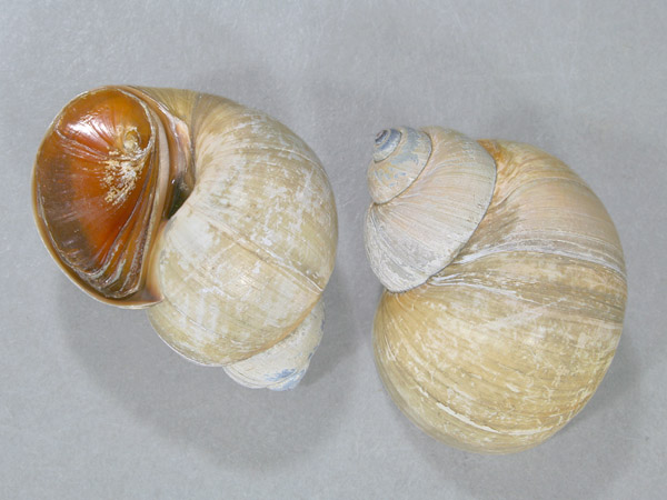 ギャラリー | 鳥羽水族館公式ホームページ