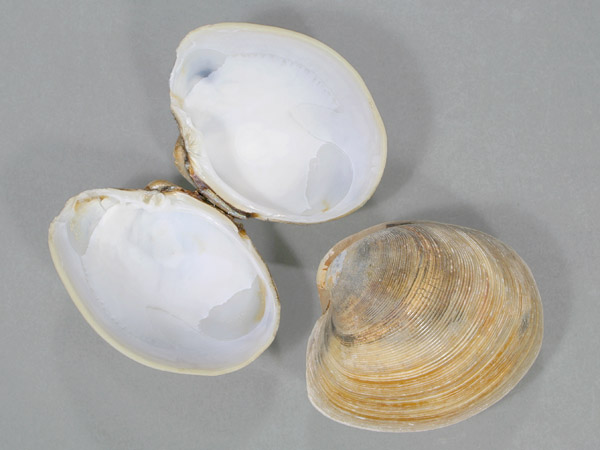 ギャラリー | 鳥羽水族館公式ホームページ