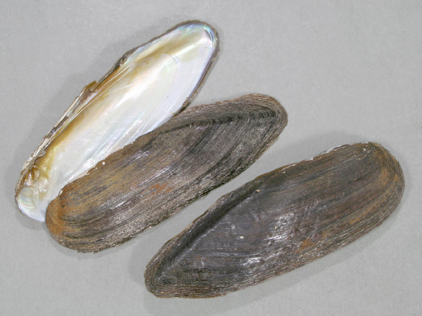 ギャラリー | 鳥羽水族館公式ホームページ