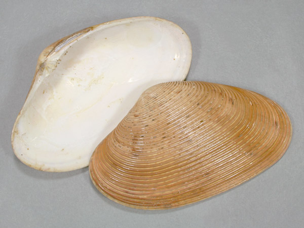 ギャラリー | 鳥羽水族館公式ホームページ