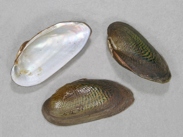 ギャラリー | 鳥羽水族館公式ホームページ