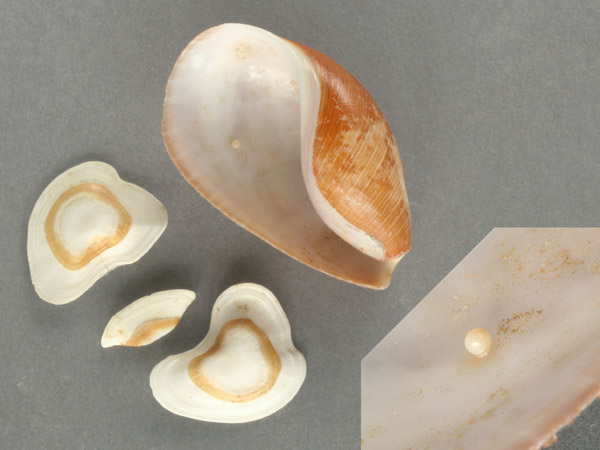 ギャラリー | 鳥羽水族館公式ホームページ