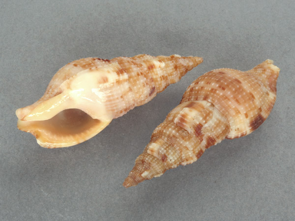 ギャラリー | 鳥羽水族館公式ホームページ