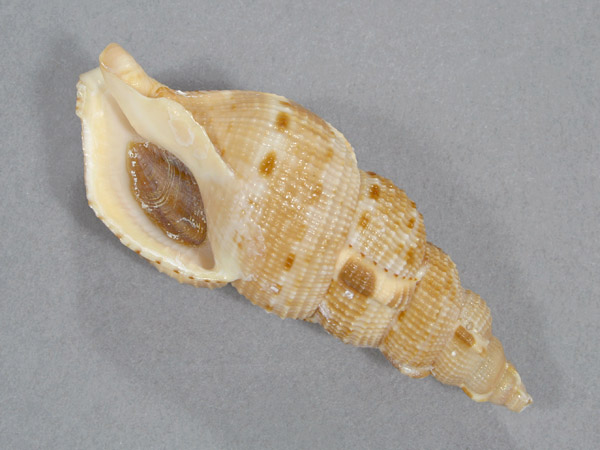 ギャラリー | 鳥羽水族館公式ホームページ