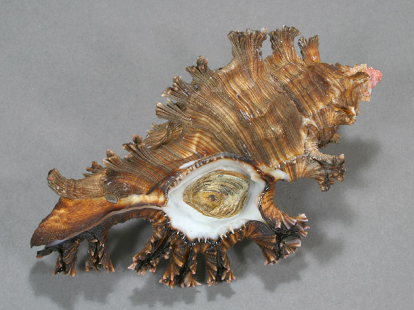 ギャラリー | 鳥羽水族館公式ホームページ