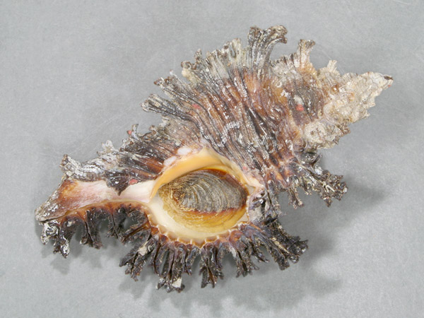 ギャラリー | 鳥羽水族館公式ホームページ