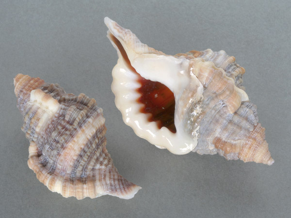 ギャラリー | 鳥羽水族館公式ホームページ