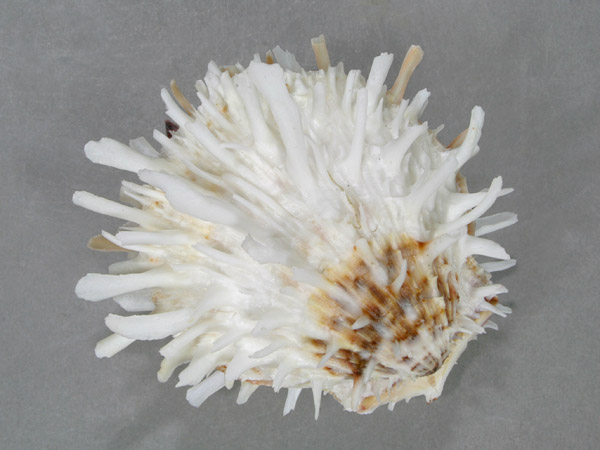 ギャラリー | 鳥羽水族館公式ホームページ