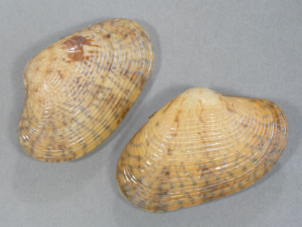 ギャラリー | 鳥羽水族館公式ホームページ