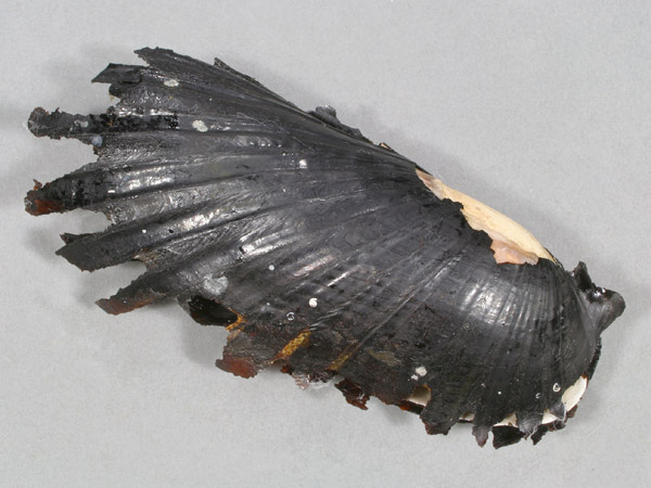 ギャラリー | 鳥羽水族館公式ホームページ