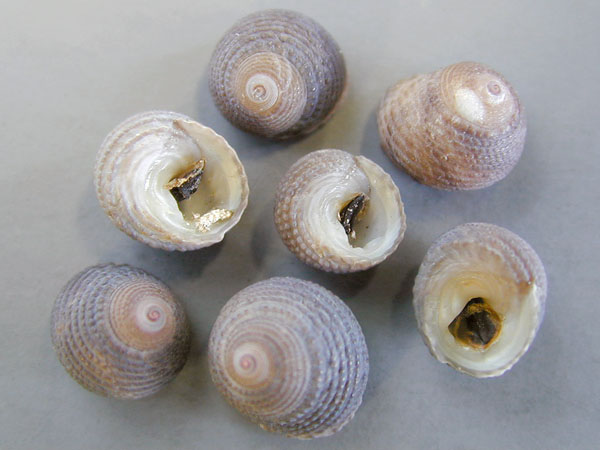 ギャラリー | 鳥羽水族館公式ホームページ