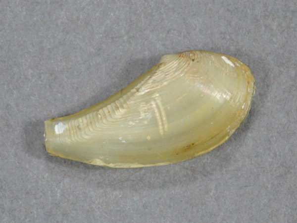 ギャラリー | 鳥羽水族館公式ホームページ