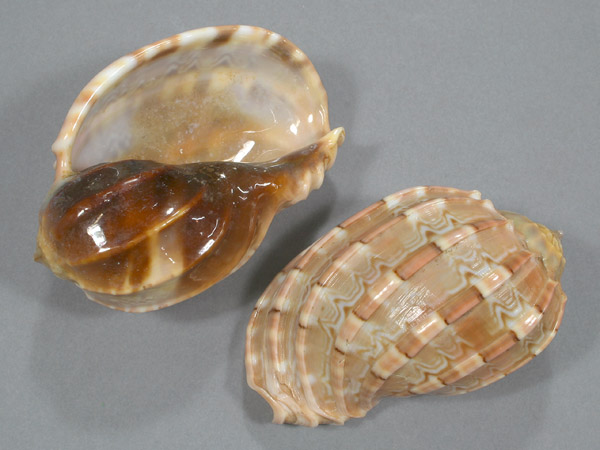 ギャラリー | 鳥羽水族館公式ホームページ