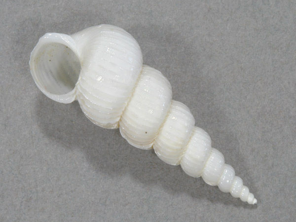 ギャラリー | 鳥羽水族館公式ホームページ