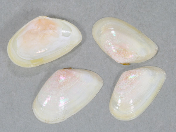 ギャラリー | 鳥羽水族館公式ホームページ