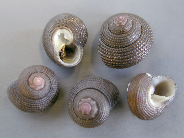 ギャラリー | 鳥羽水族館公式ホームページ