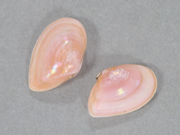 ギャラリー | 鳥羽水族館公式ホームページ