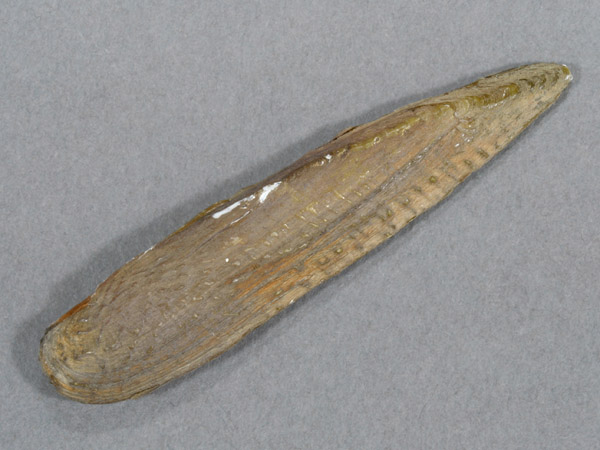 ギャラリー | 鳥羽水族館公式ホームページ